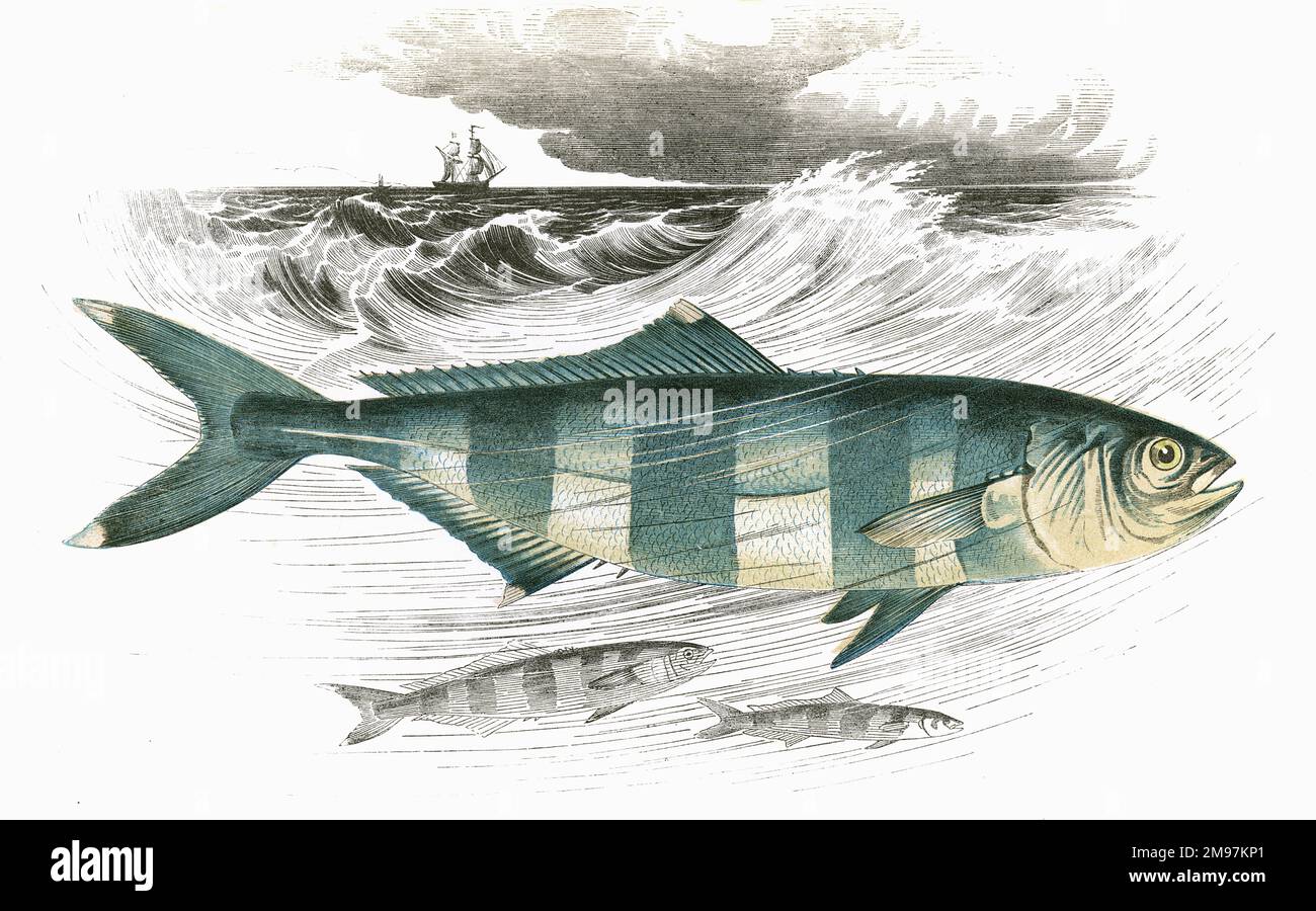 Pilot fishes -Fotos und -Bildmaterial in hoher Auflösung – Alamy