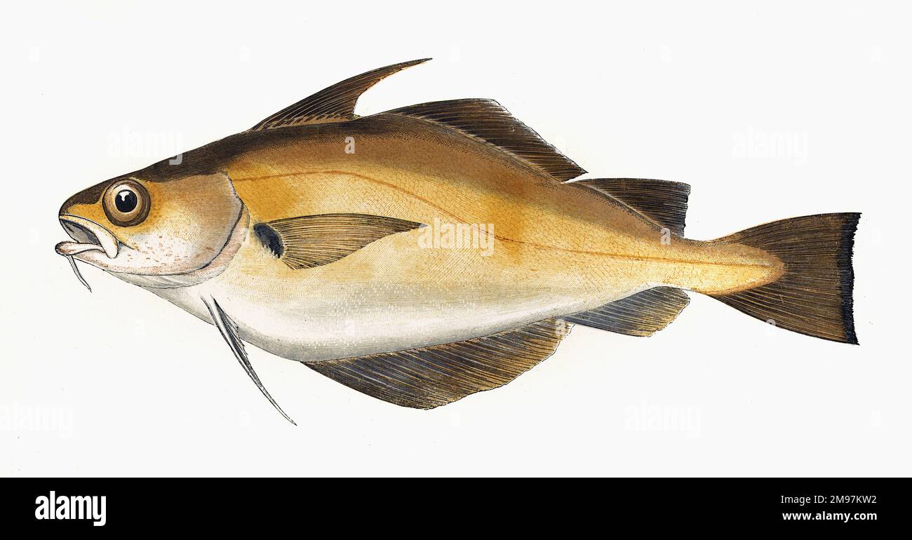 Wittling familie -Fotos und -Bildmaterial in hoher Auflösung – Alamy