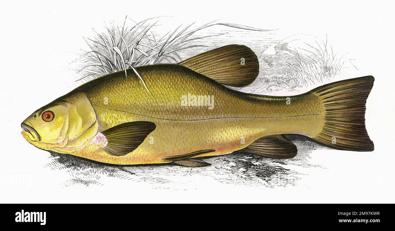 Doctor fishes -Fotos und -Bildmaterial in hoher Auflösung – Alamy