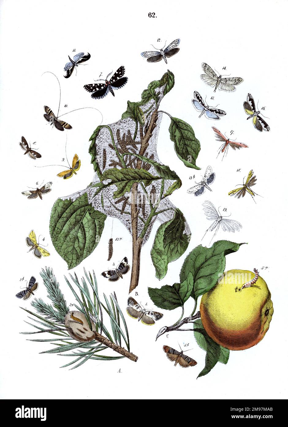 Illustration, Tortrices -- Tineae -- Pterophori -- Penthina Salicella ...