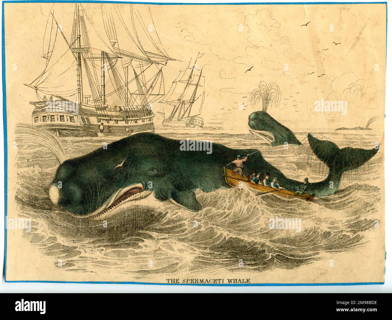 Pottwale physeter catodon -Fotos und -Bildmaterial in hoher Auflösung ...