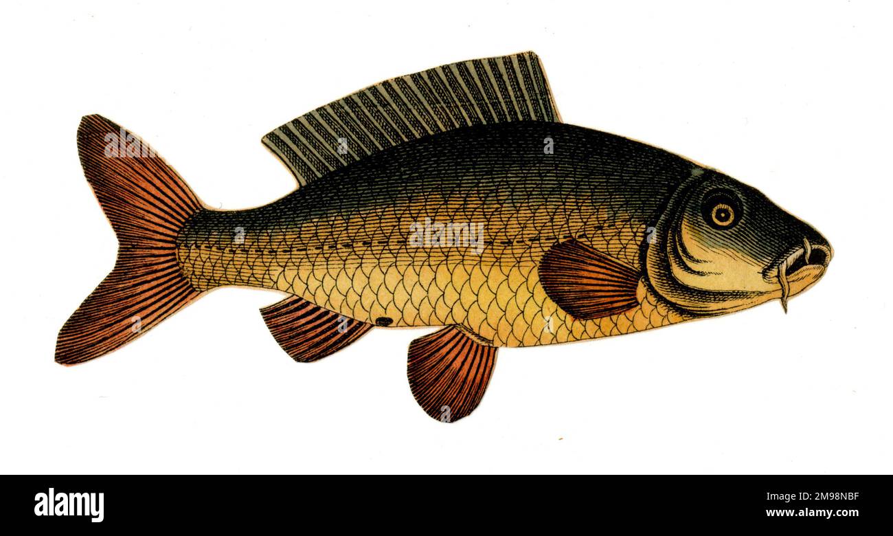 Fisch gestalten -Fotos und -Bildmaterial in hoher Auflösung – Alamy