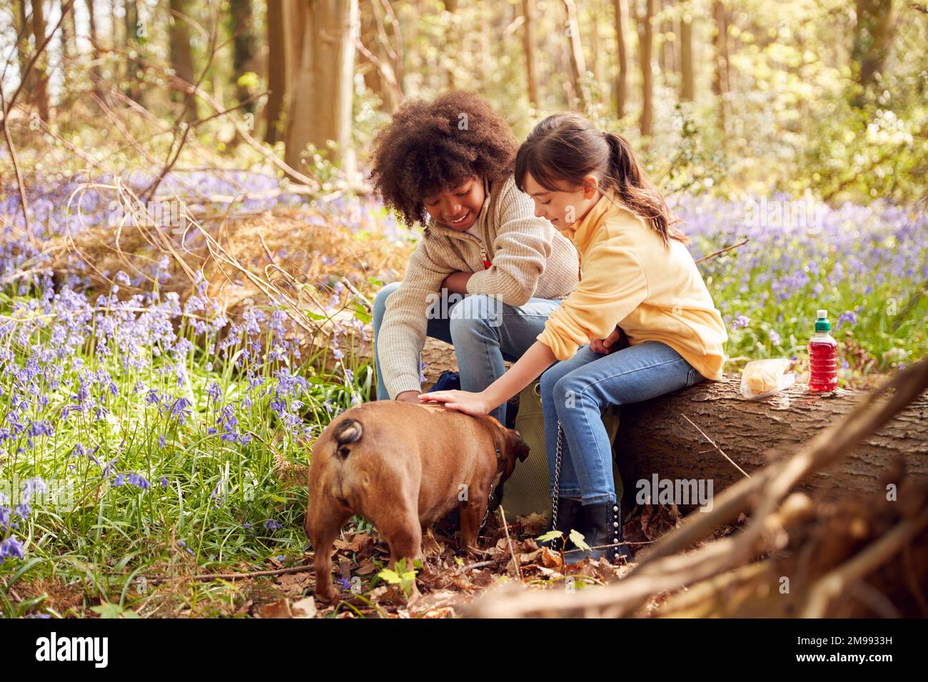 Zwei Kinder, die im Frühling mit dem Hund durch die Bluebell Woods ...