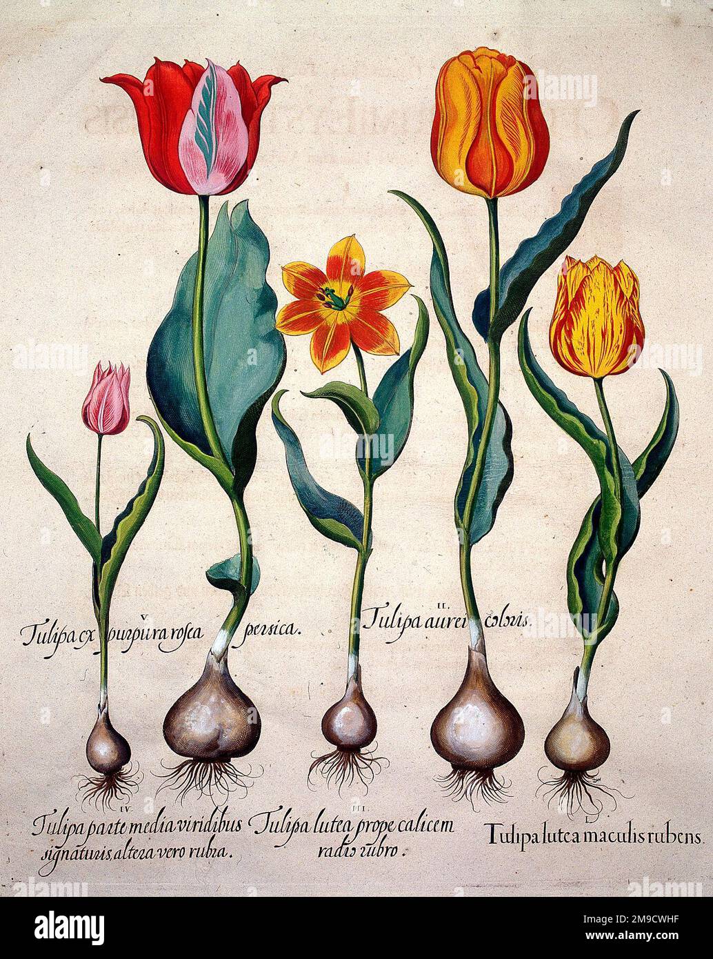 Tulpe rubens -Fotos und -Bildmaterial in hoher Auflösung – Alamy