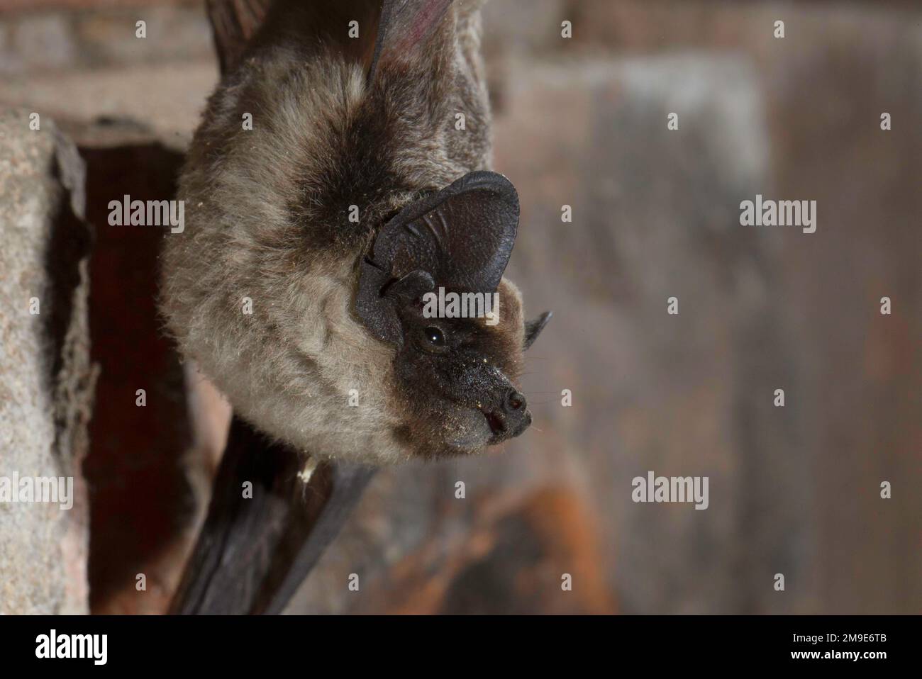 Teilweise farbige fledermaus -Fotos und -Bildmaterial in hoher ...