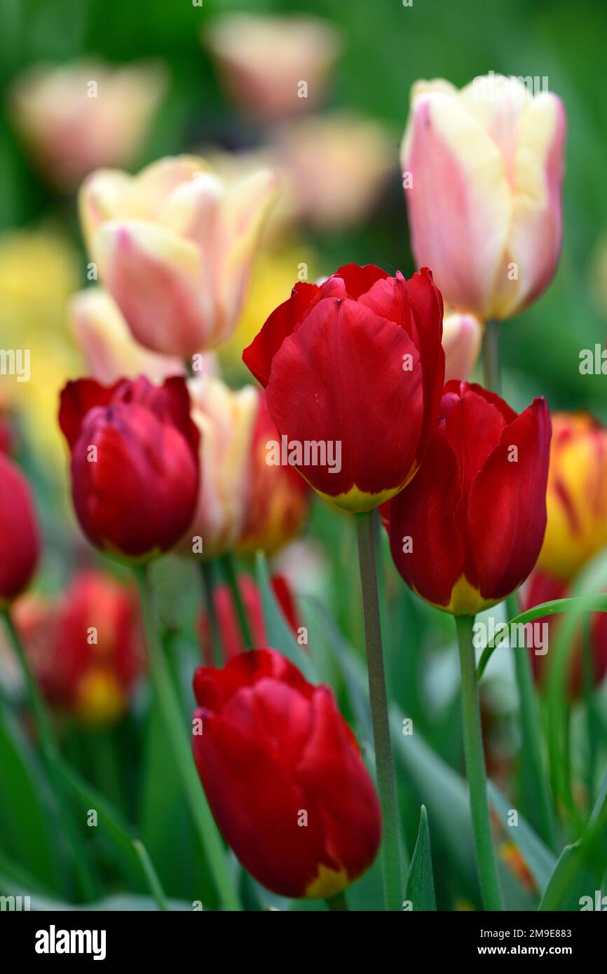 Scharlachrote darwin hybrid tulpe -Fotos und -Bildmaterial in hoher Auflösung – Alamy