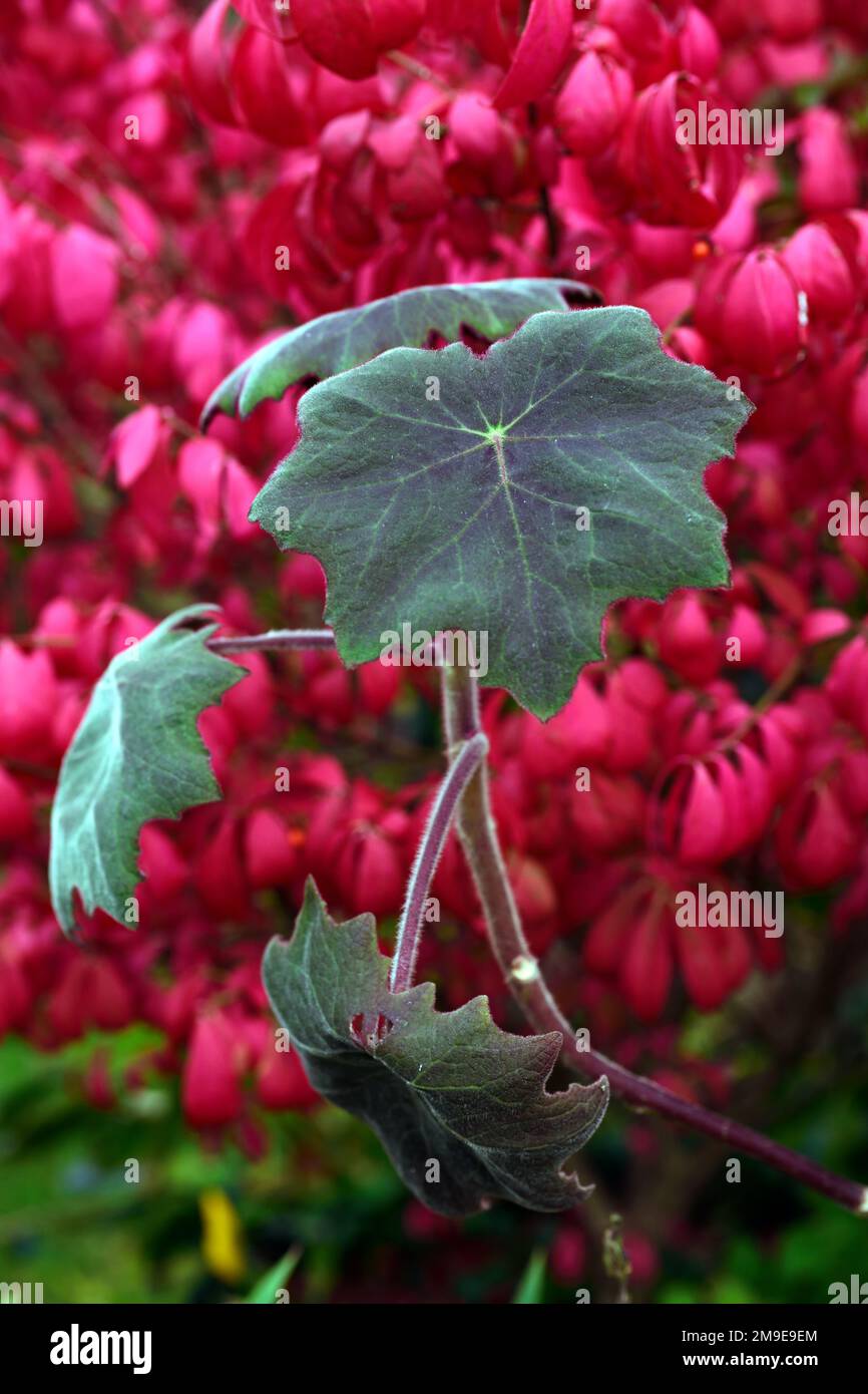 senecio cristobalensis, Roldana Petasitis, Rotblättriger Samt Senecio ...