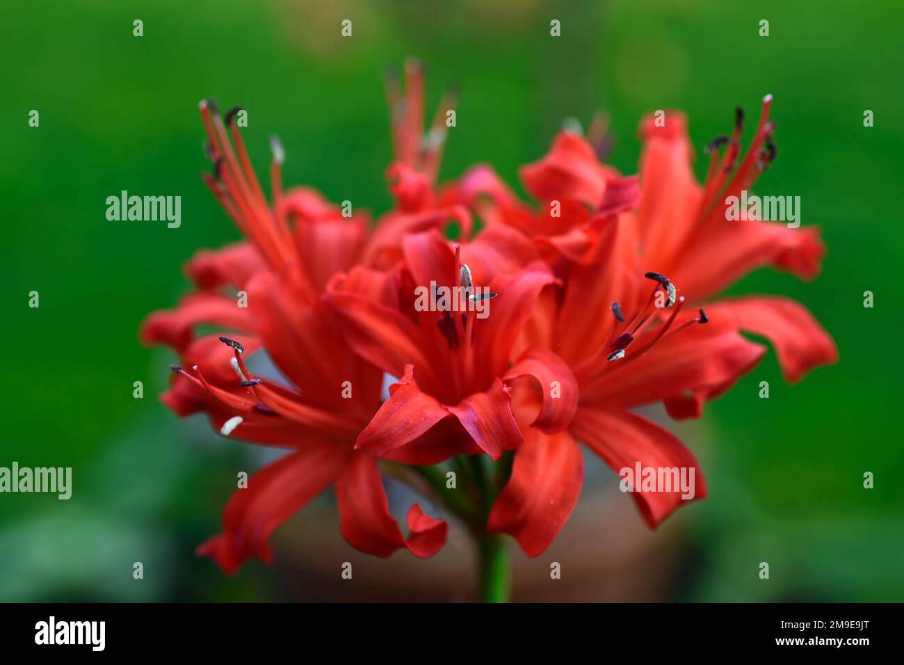 Rote nerine sarniensis -Fotos und -Bildmaterial in hoher Auflösung – Alamy