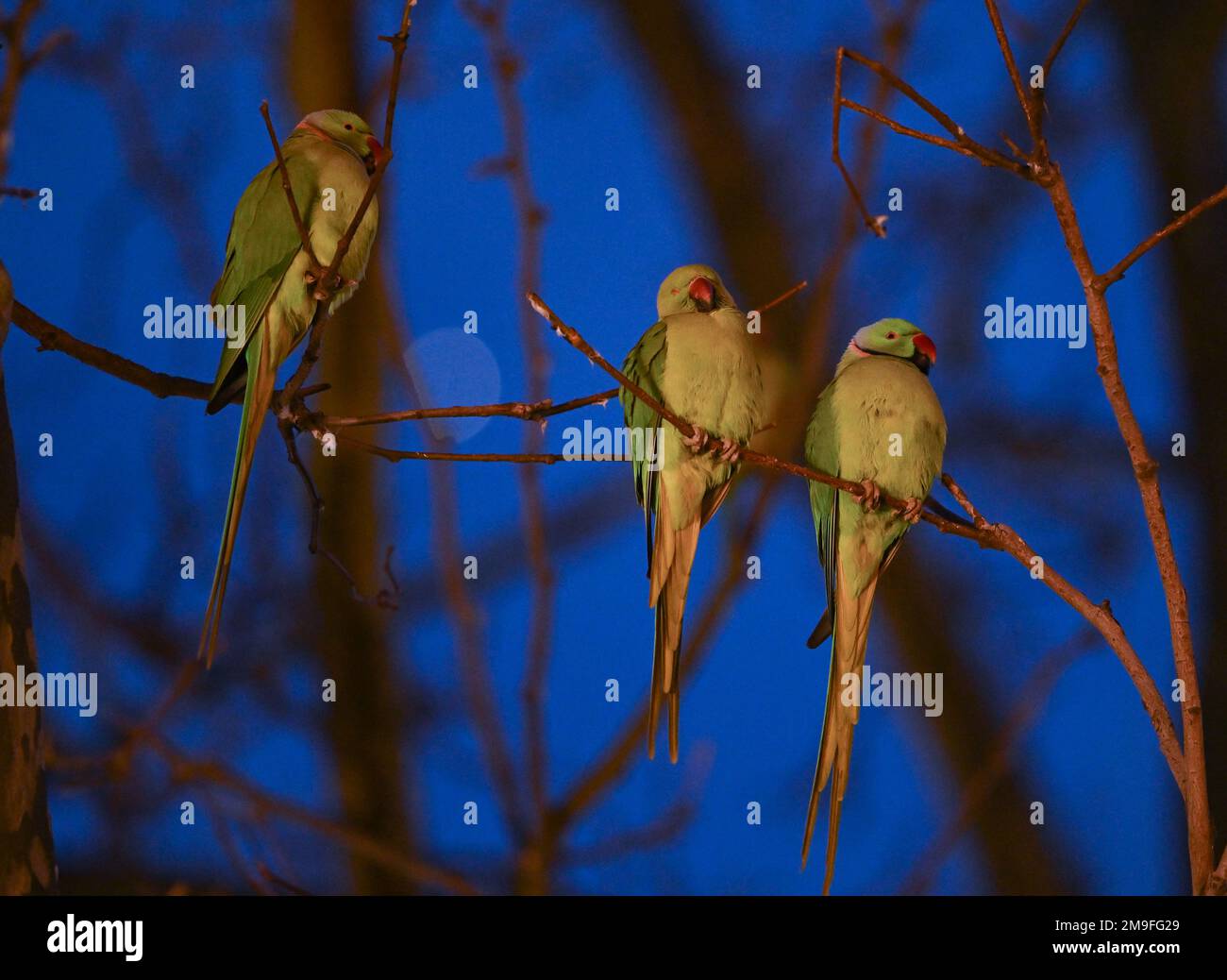 Wiesbaden, Deutschland. 11. Januar 2023. Grüne Sittiche siedelten sich ...