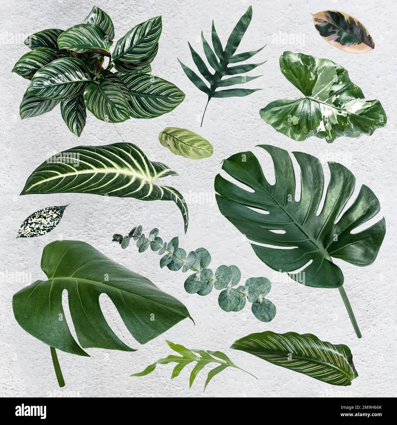 Tropisches elefantenohrblatt Stock-Vektorgrafiken kaufen - Alamy