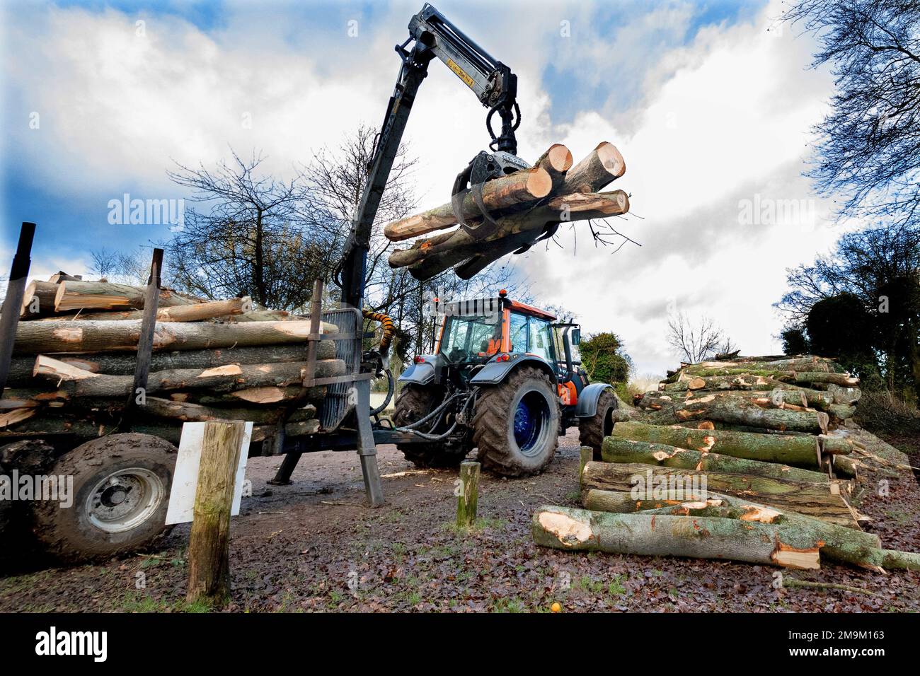 Traktor mit Greifer, der frisch geschnittene Holzstämme vom Anhänger ...