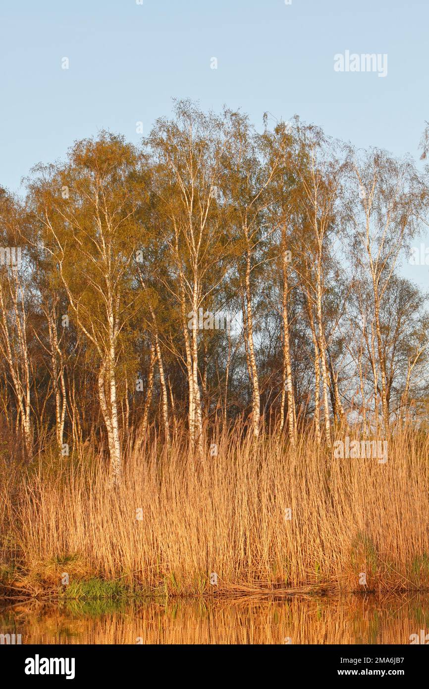 Abendliche Stimmung am Fluss, Birkenwald am Ufer der Peene, Naturpark ...