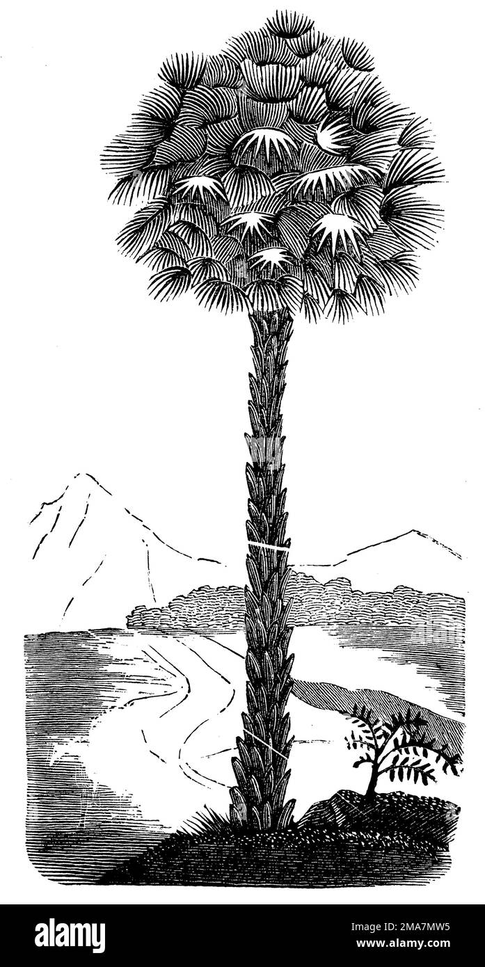Carnauba palme -Fotos und -Bildmaterial in hoher Auflösung – Alamy