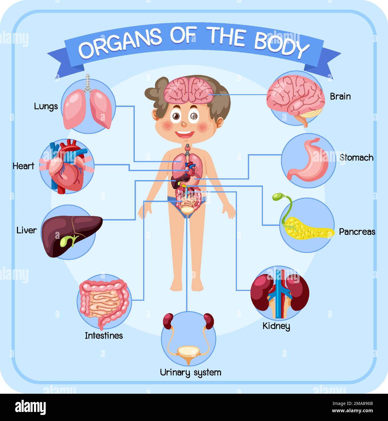Menschliche organe kind Stock-Vektorgrafiken kaufen - Alamy