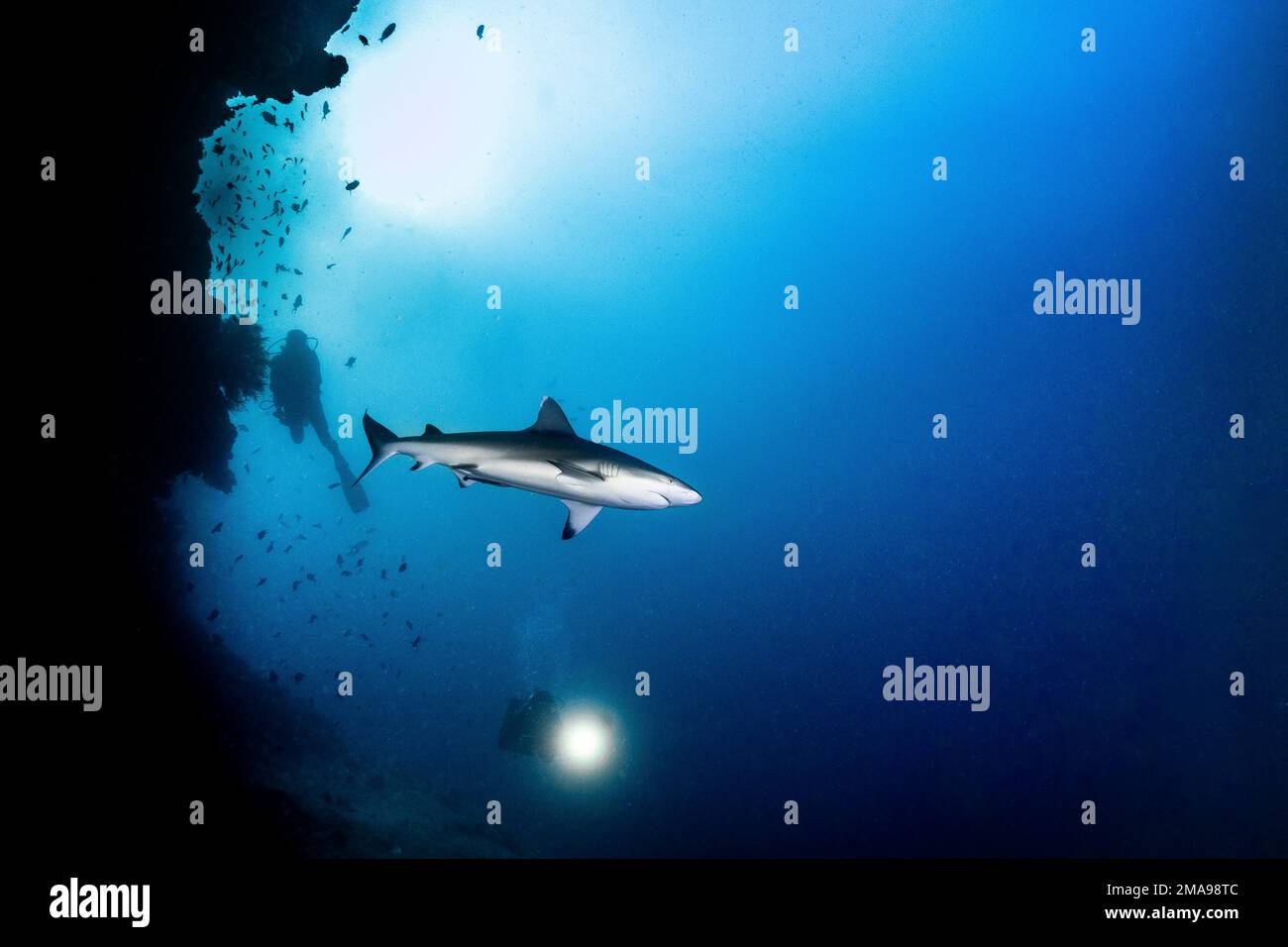 Tauchen mit haien -Fotos und -Bildmaterial in hoher Auflösung – Alamy