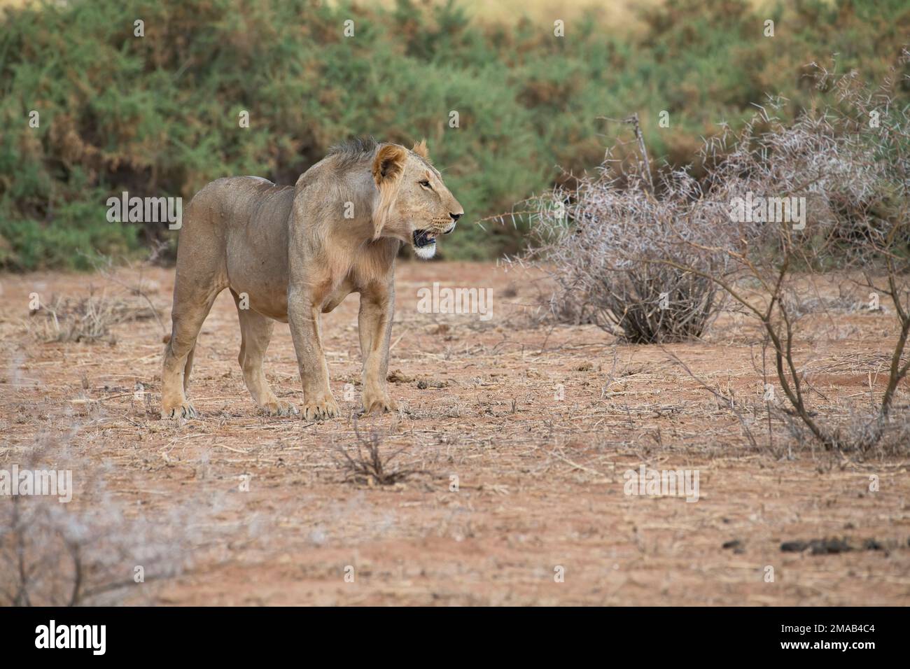 Männlicher Löwe ohne Mantel (Panthera leo). Löwen in den trockenen ...