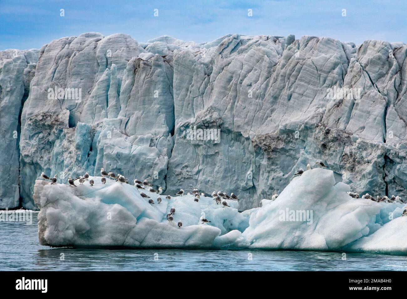 Glaucous Gulls, Larus hyperboreus, hoch oben auf einem Eisberg um den ...