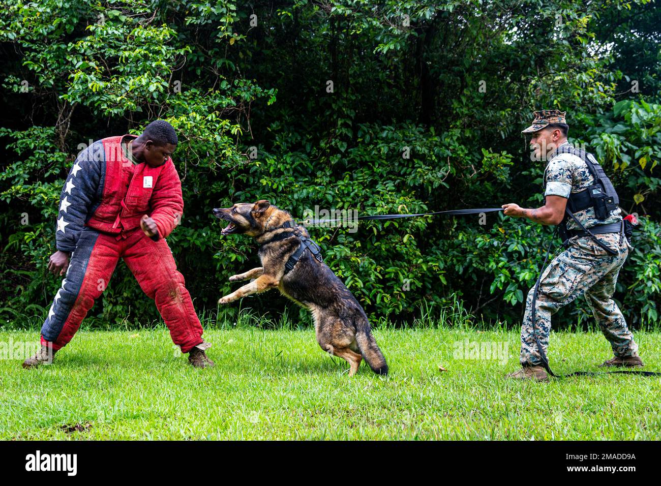 Mcipac pmo k 9 -Fotos und -Bildmaterial in hoher Auflösung – Alamy