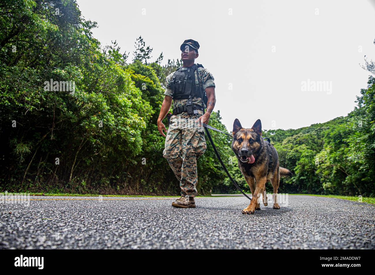 USA Ivan Perez, ein militärisch arbeitender Hundebetreuer, und sein ...