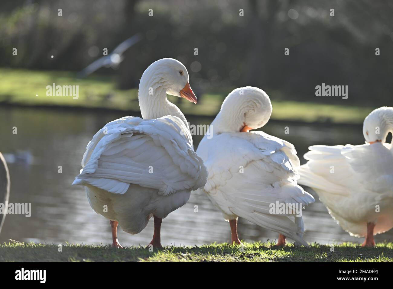 Weiße Gänse, die ihre Federn im Park pflegen Stockfotografie - Alamy