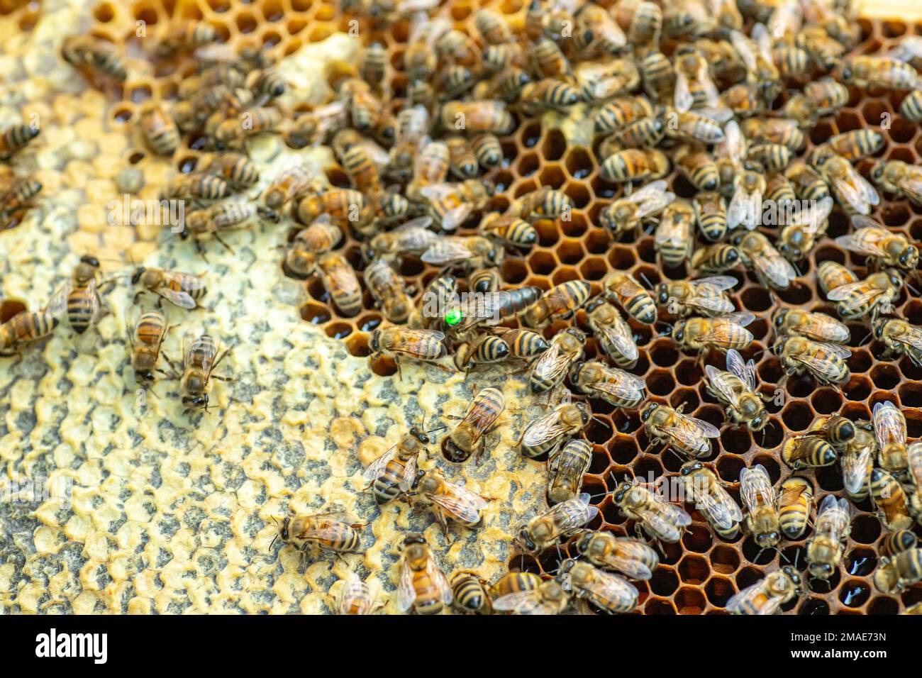 Biene auf rahmen -Fotos und -Bildmaterial in hoher Auflösung – Alamy