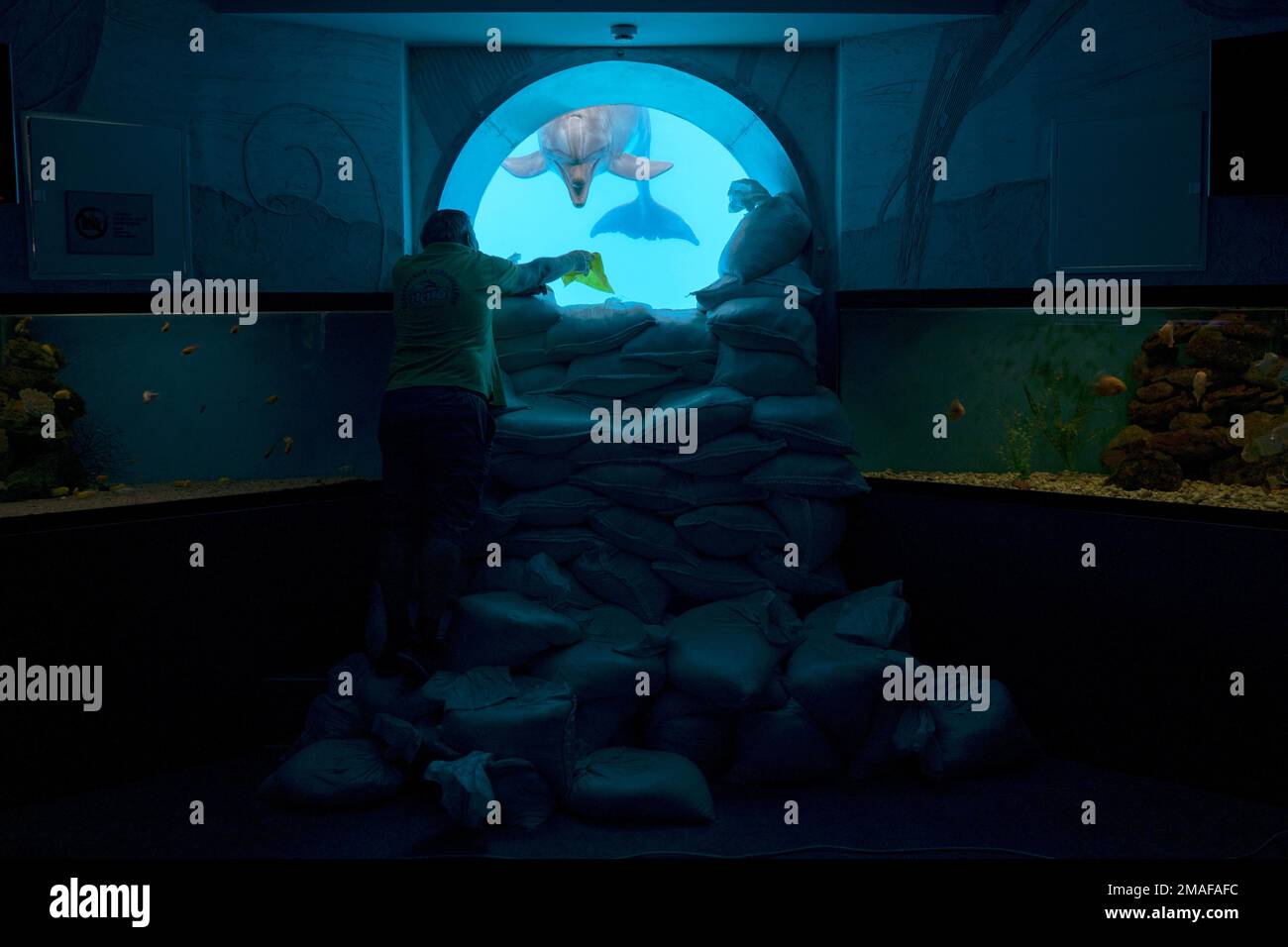 The entomologist Yurii Voitenko, 67, plays with the dolphin named Zeus ...