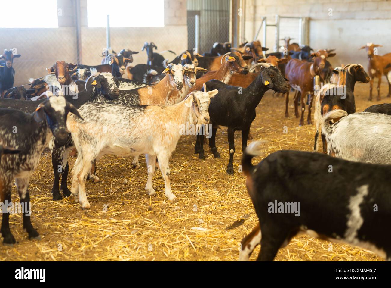 Ziegenherde mit Ohrmarken im Stall mit Heu im Herbst, Milchwirtschaft ...