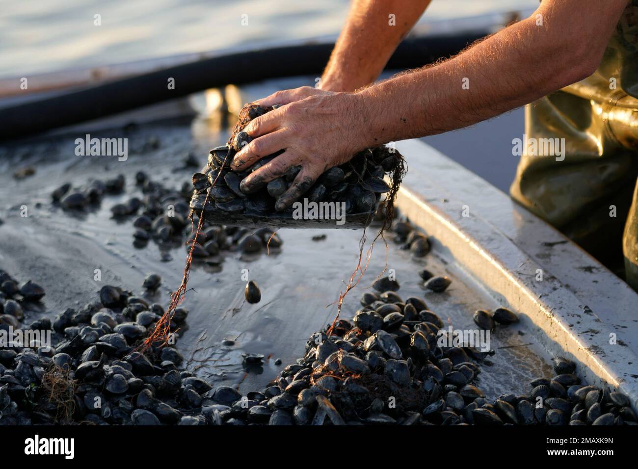 Fisherman Francesco Zago works on a boat in Pila, Italy, on the ...