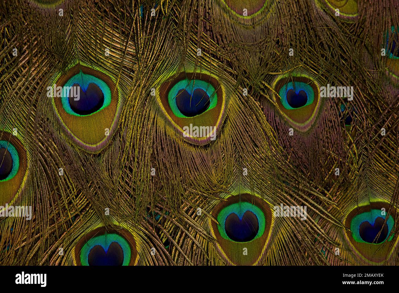 Peacock feather background -Fotos und -Bildmaterial in hoher Auflösung ...