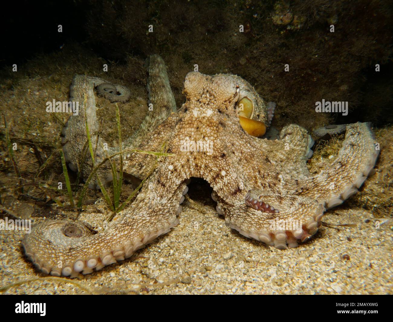 Zypern meereslebewesen -Fotos und -Bildmaterial in hoher Auflösung – Alamy