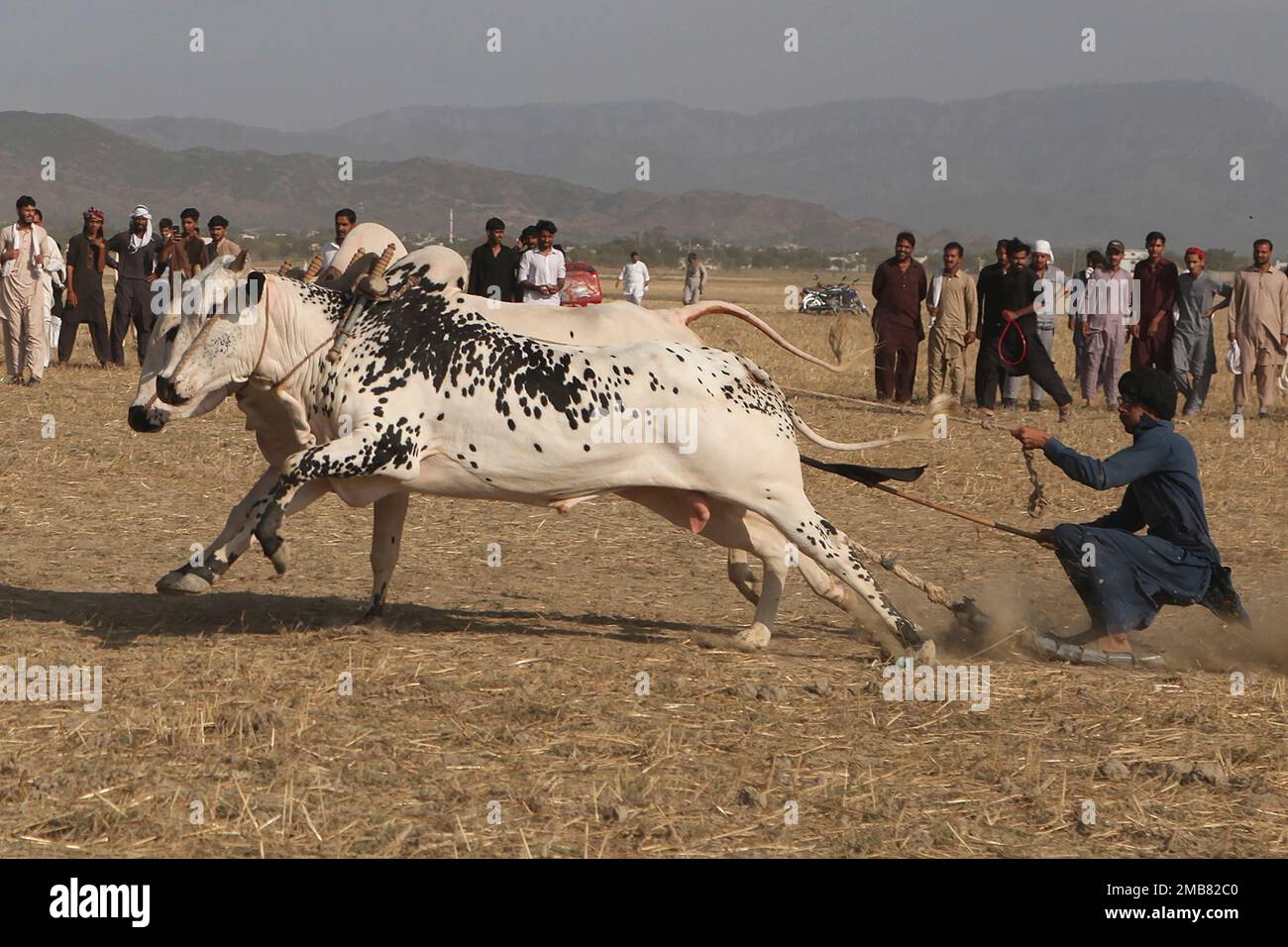 A Pakistani man controls two oxen during a race on the outskirts of ...