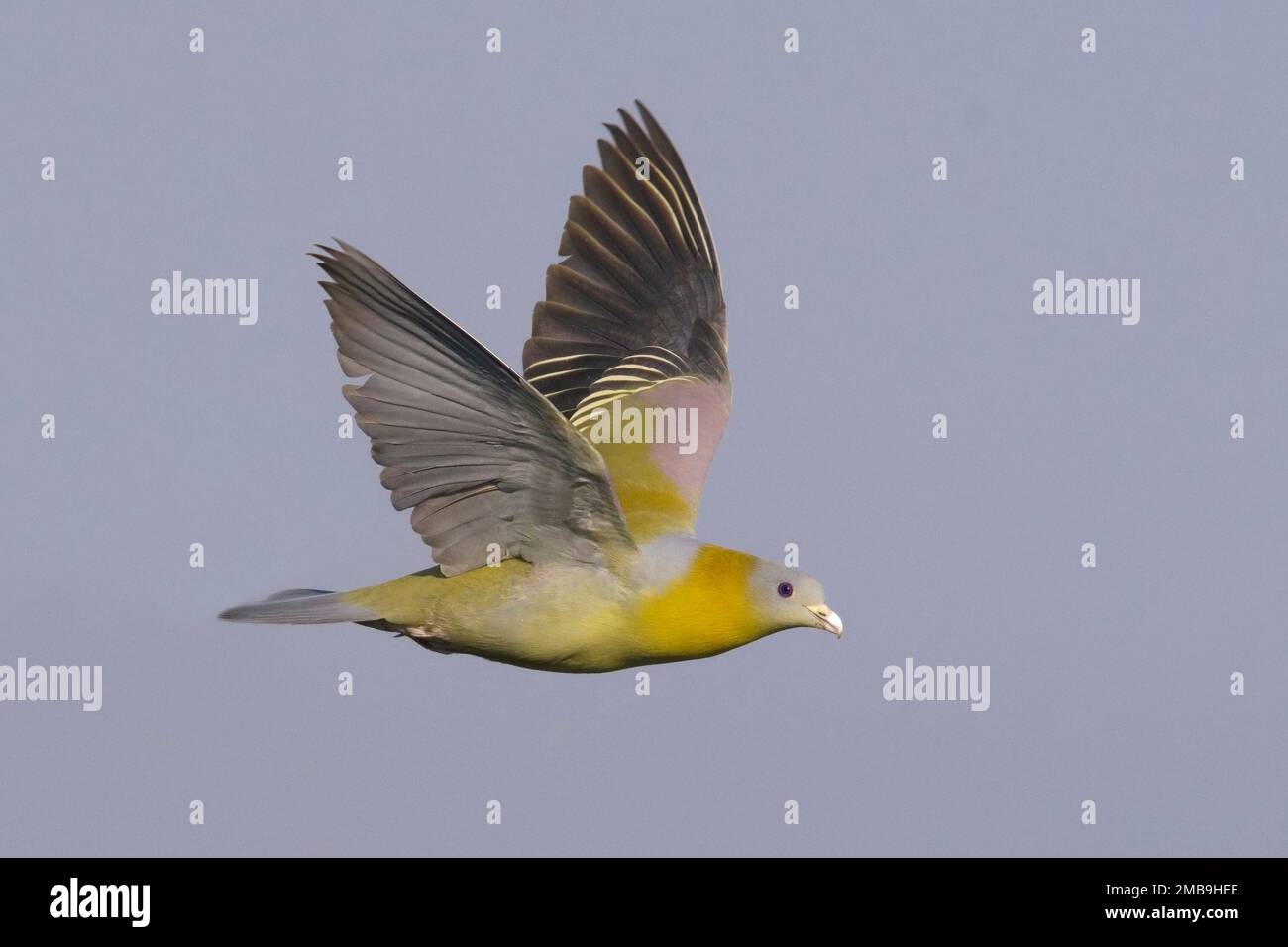 Schöne taube im flug -Fotos und -Bildmaterial in hoher Auflösung – Alamy