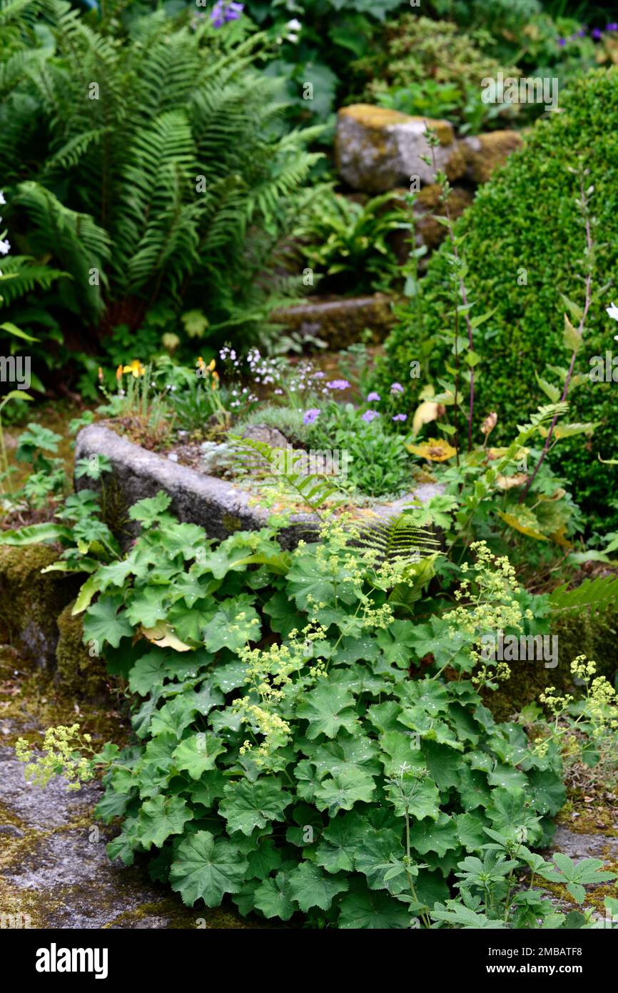 Alchemilla grandiflora hort -Fotos und -Bildmaterial in hoher Auflösung ...