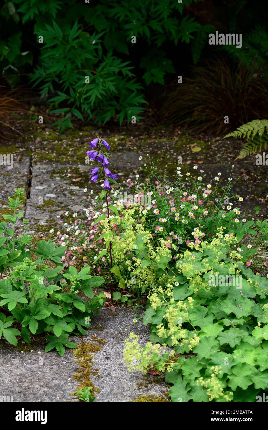 Alchemilla grandiflora hort -Fotos und -Bildmaterial in hoher Auflösung ...