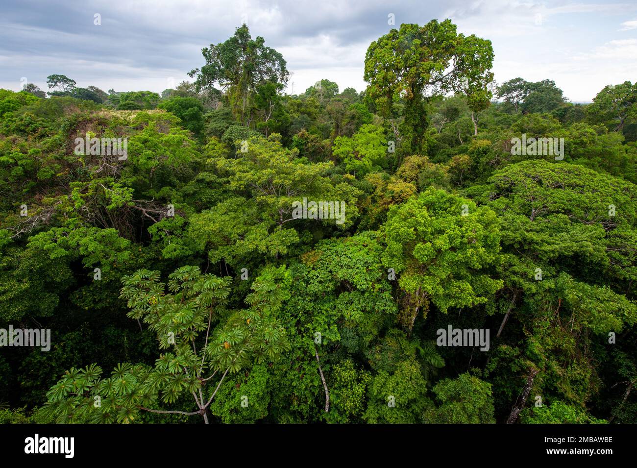 Regenwald amazonas luftbild -Fotos und -Bildmaterial in hoher Auflösung ...