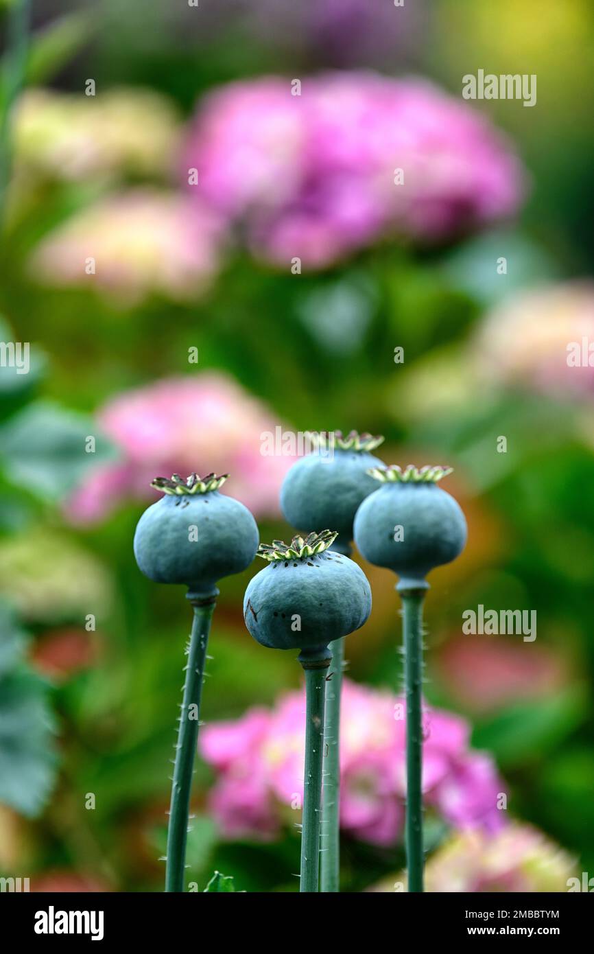 Opiummohn, Mohn, Mohn, Mohn, Mohn, Mohn, Mohn, Mohn, Mohn, Mohn, Samen ...