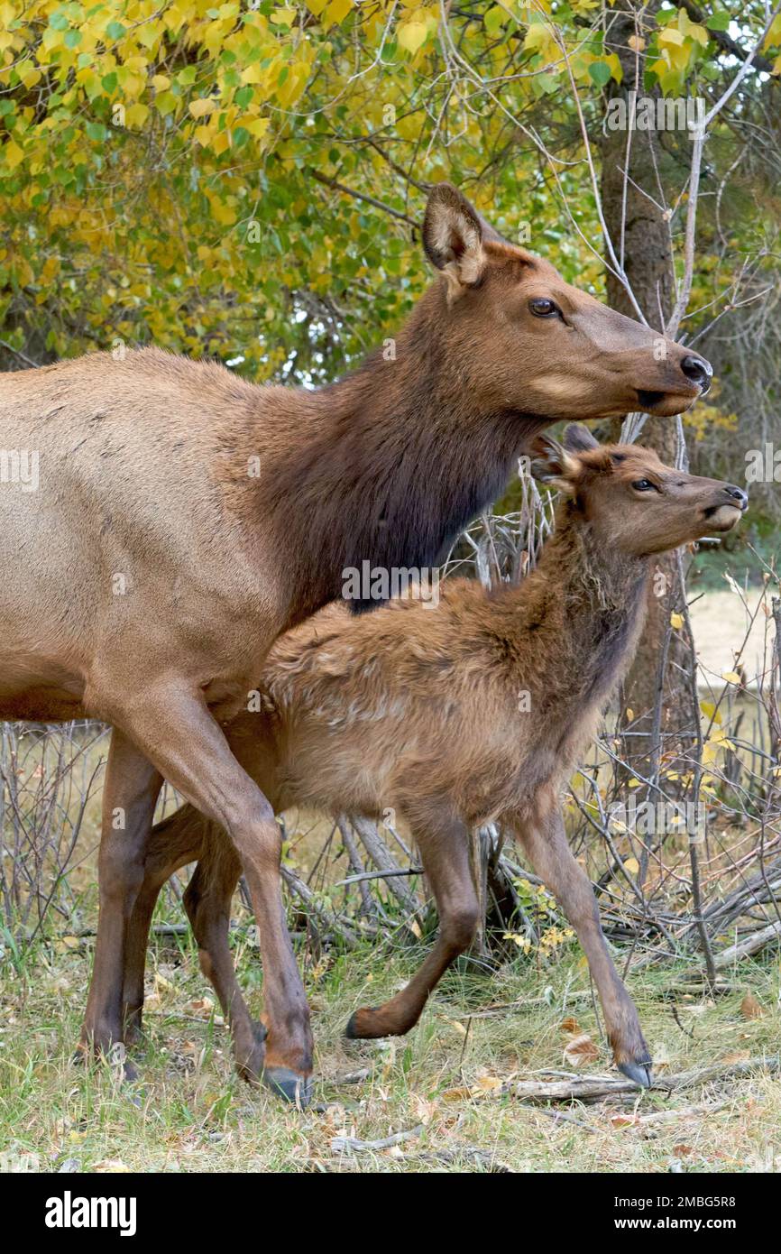 Elk mother and baby -Fotos und -Bildmaterial in hoher Auflösung – Alamy