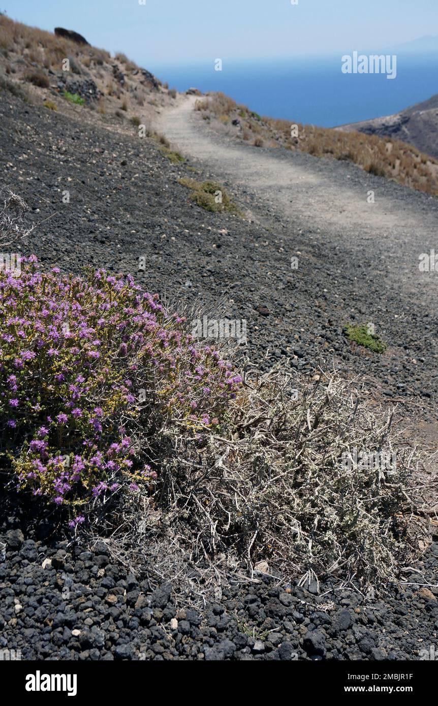 Aromatic herbs grow on lava fields along the 10K trail between the ...