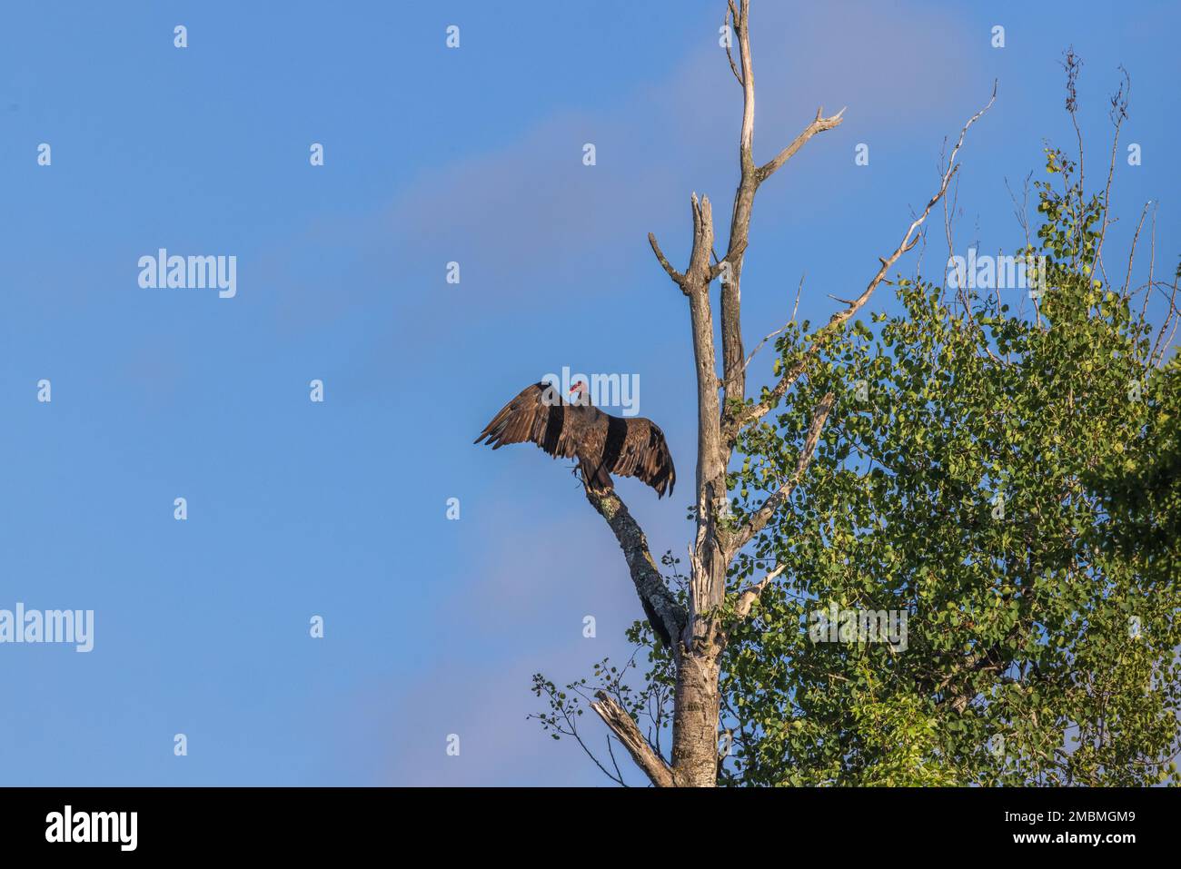 Geier flügel -Fotos und -Bildmaterial in hoher Auflösung – Alamy