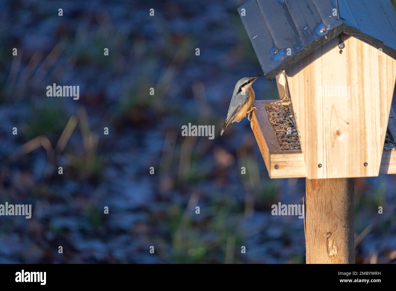 Wild suchen essen essen natur -Fotos und -Bildmaterial in hoher ...