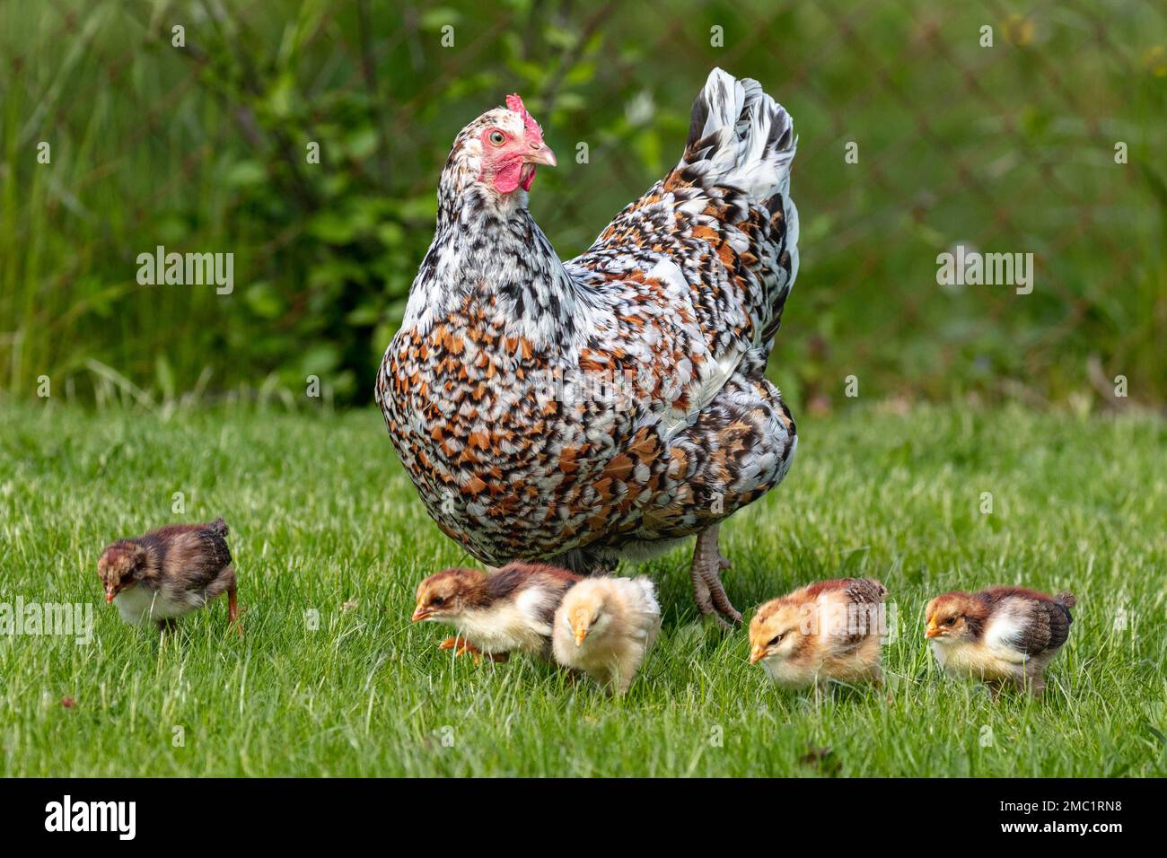 Hausgeflügel (Gallus gallus domesticus), schwedisches Blumenhuhn ...