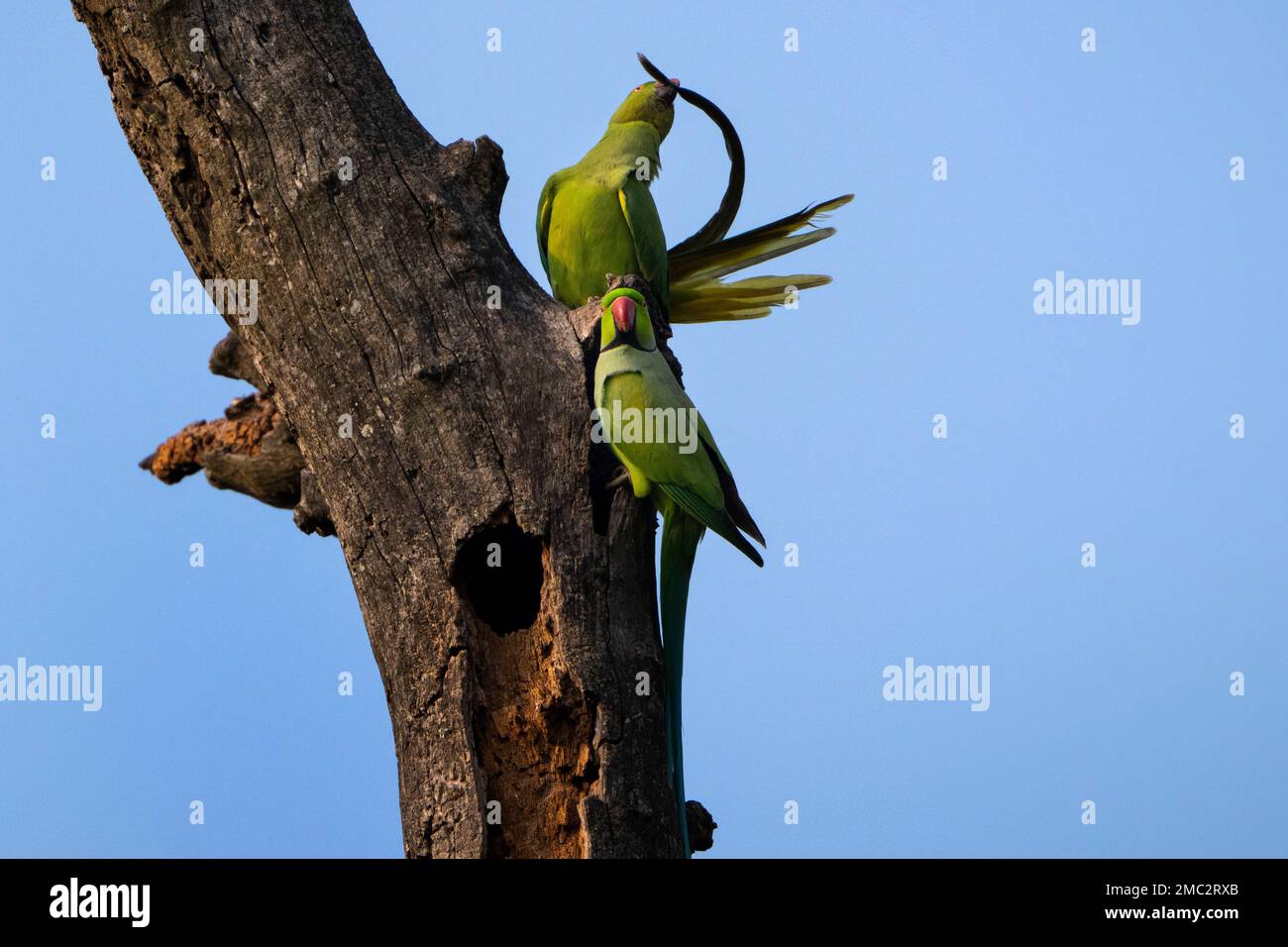 A pair of parrot sits near their nest on a tree in the Kaziranga ...