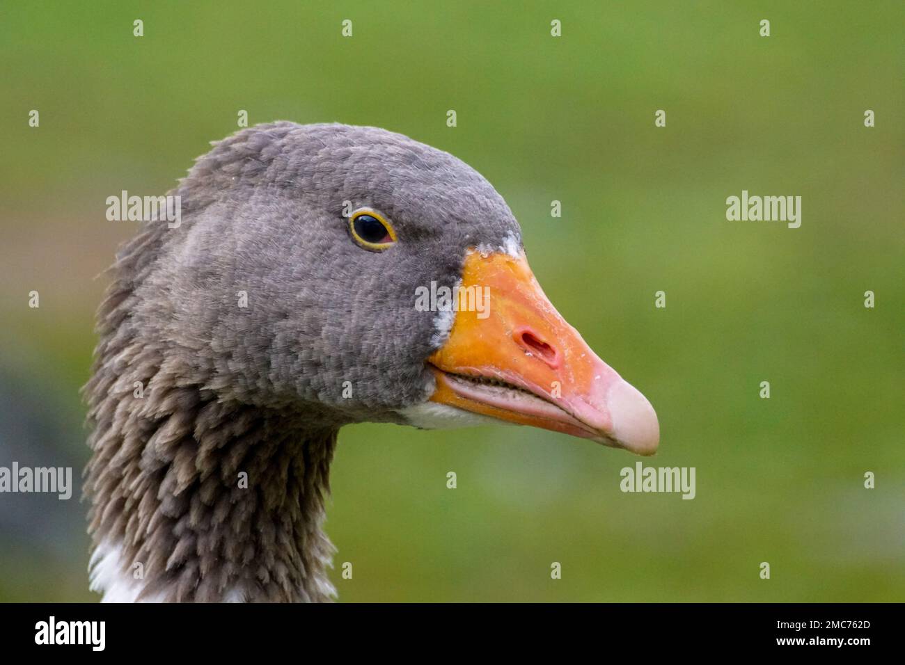 Portrait einer hausgans -Fotos und -Bildmaterial in hoher Auflösung – Alamy