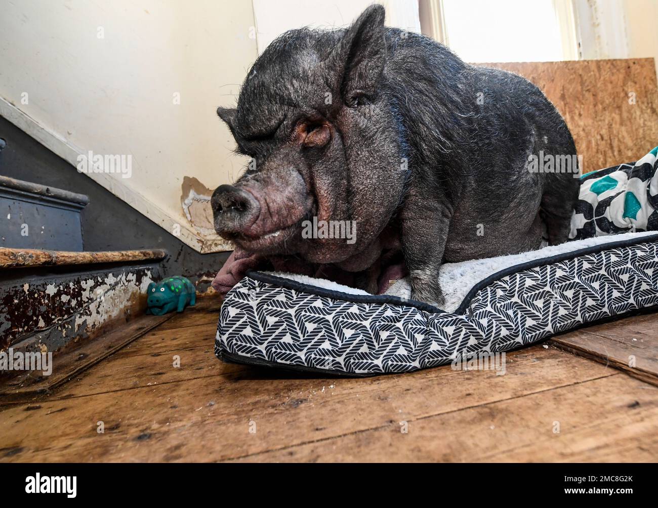 Wyverne Flatt who is fighting to keep his pot-bellied pig Ellie as an ...