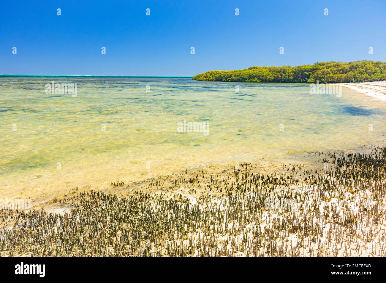 Mangrove bay cape range nationalpark -Fotos und -Bildmaterial in hoher ...