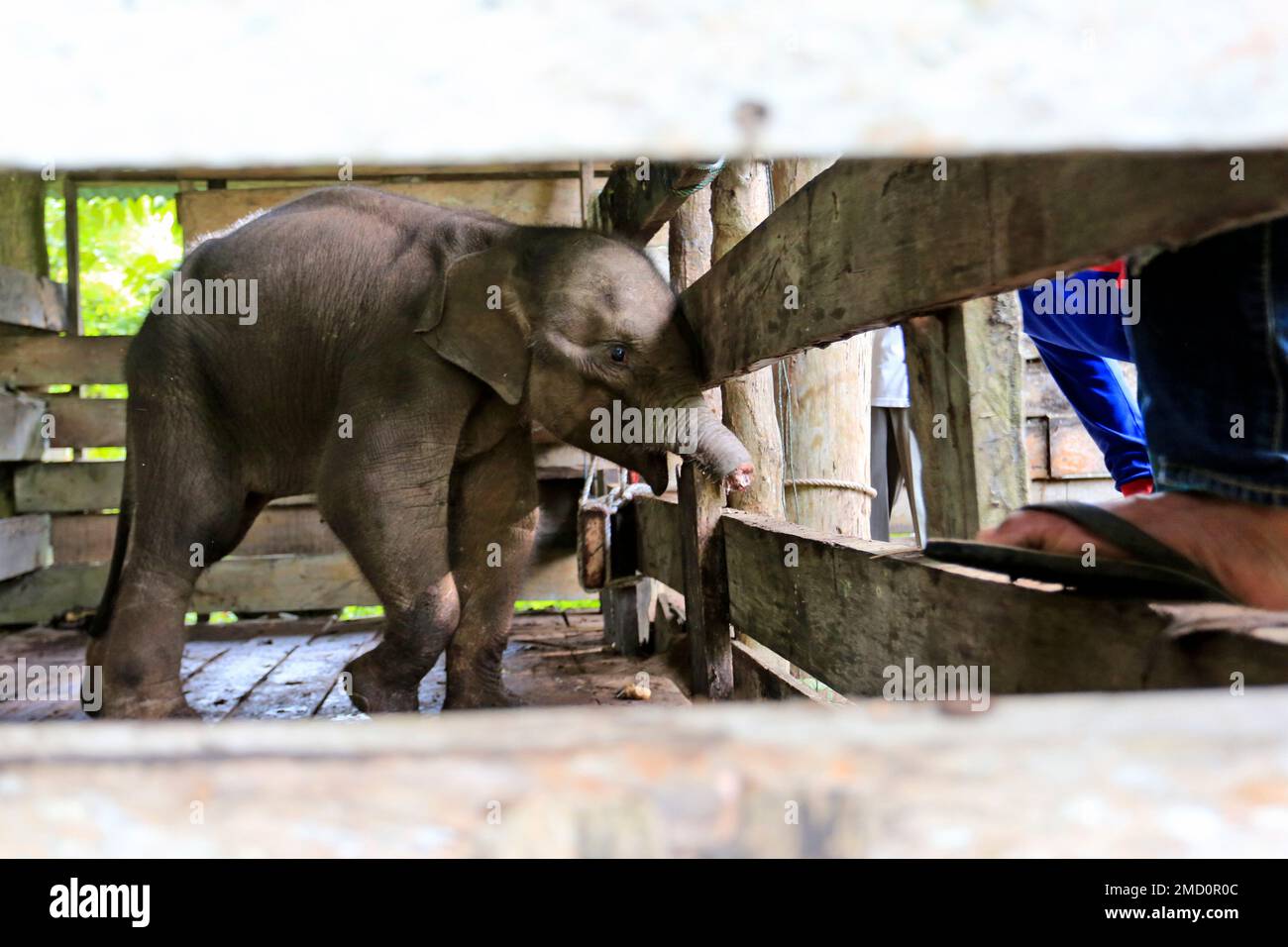 ADDS BACKGROUND - A Sumatran elephant calf that lost half of its trunk ...