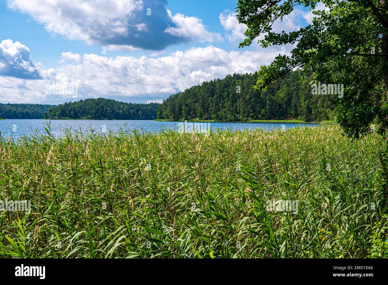 Asveja regionalpark -Fotos und -Bildmaterial in hoher Auflösung – Alamy