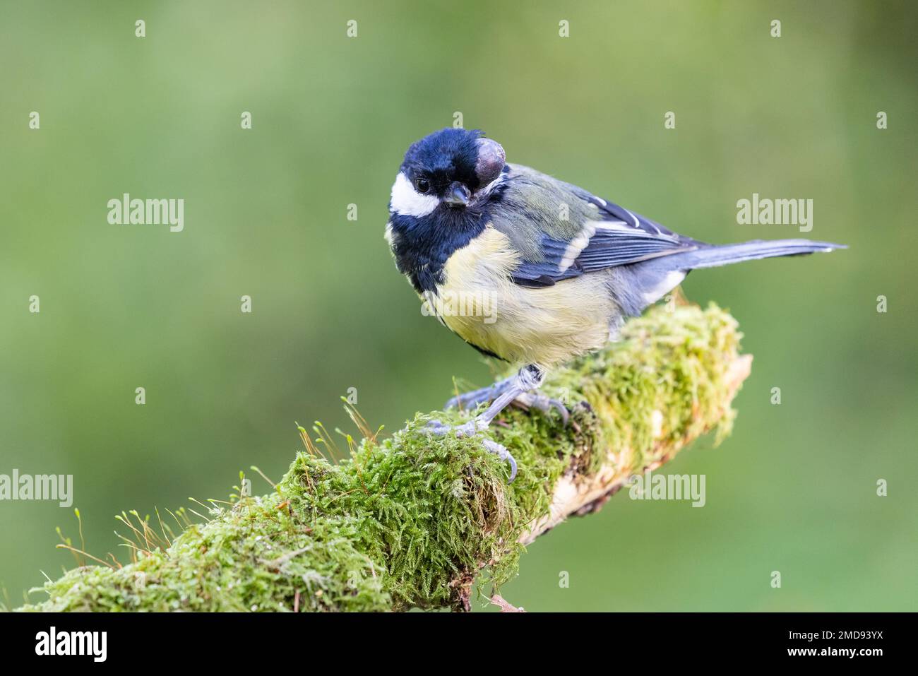 Riesentitten [ Parus Major ] auf moosem Stumpf mit Symptomen der ...