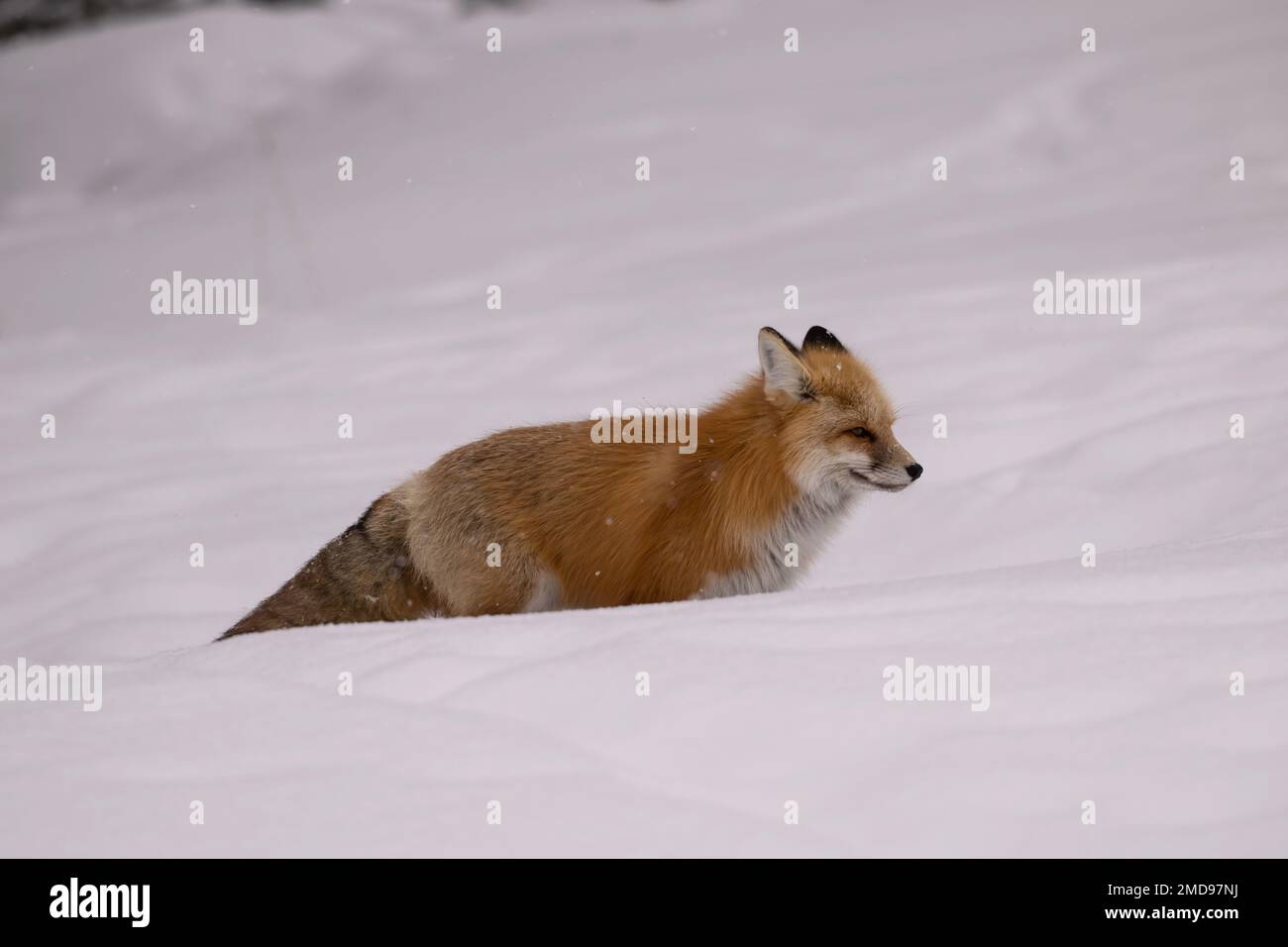 Schnee und fuchs -Fotos und -Bildmaterial in hoher Auflösung – Alamy