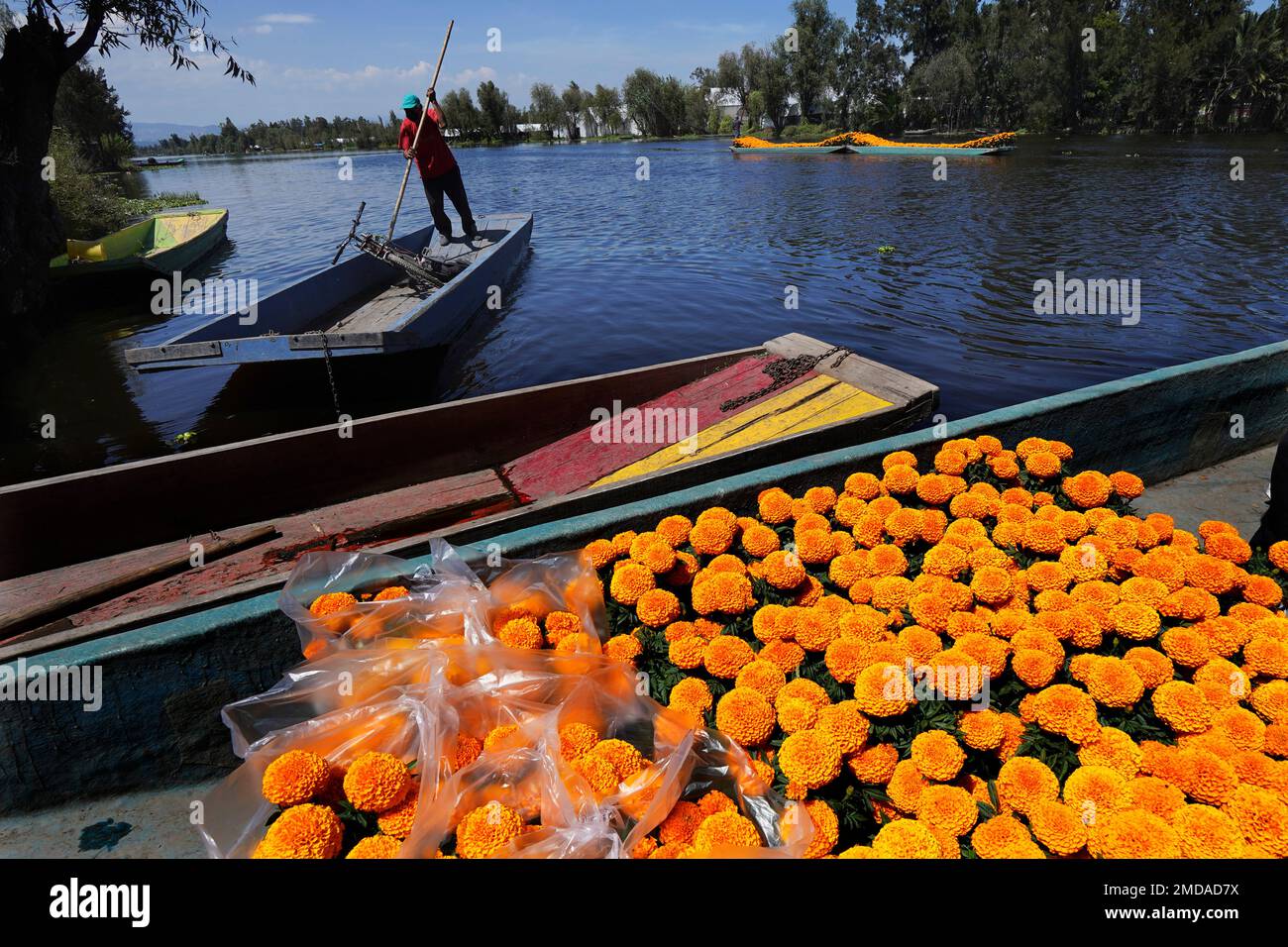 Farm workers transport Mexican Marigold on flat bottom boats through a ...
